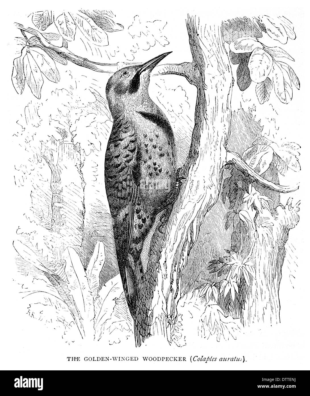 Specht kunstfoto -Fotos und -Bildmaterial in hoher Auflösung – Alamy