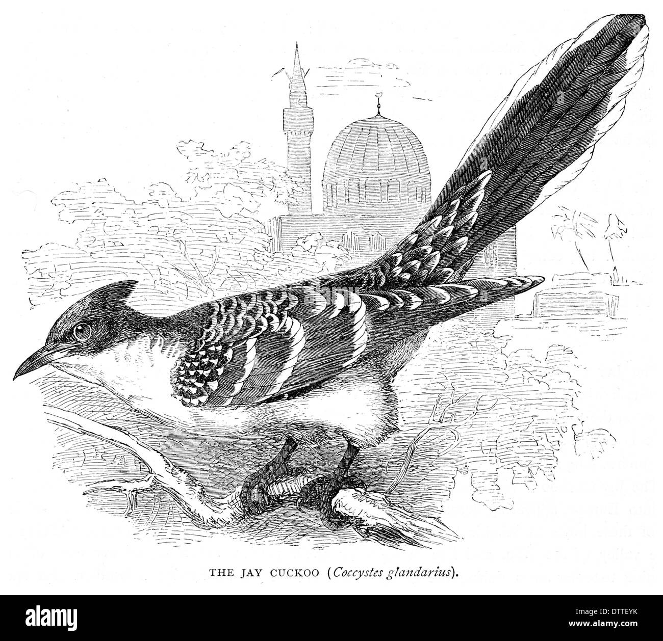 Kuckuck drawing Ausgeschnittene Stockfotos und -bilder - Alamy