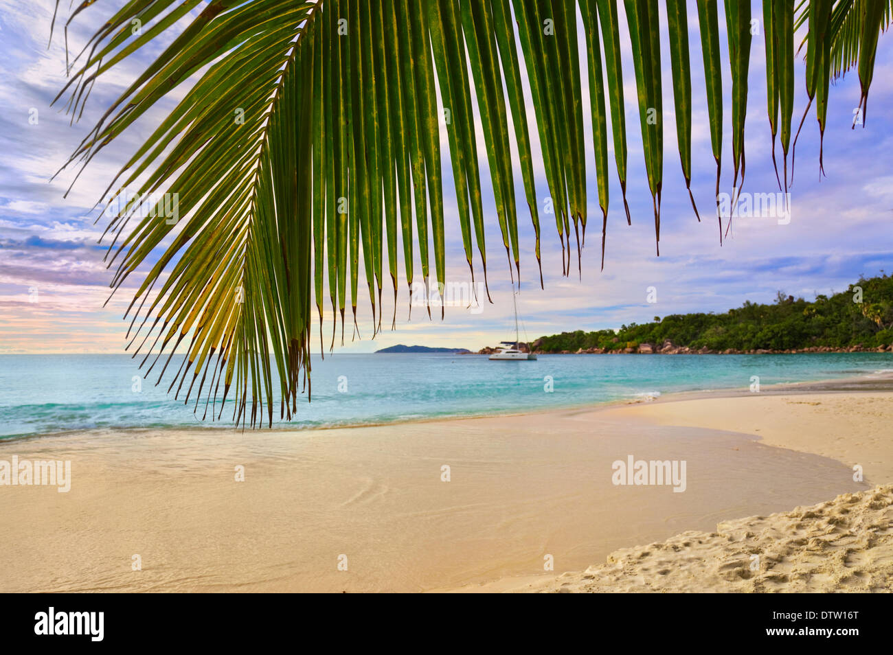 Palmen strand bilder -Fotos und -Bildmaterial in hoher Auflösung – Alamy
