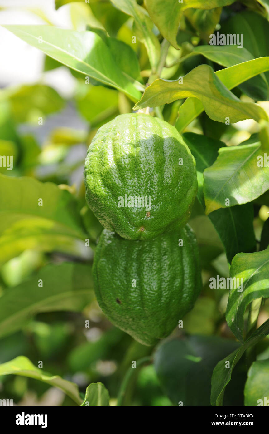 Zitronat zitronen -Fotos und -Bildmaterial in hoher Auflösung – Alamy