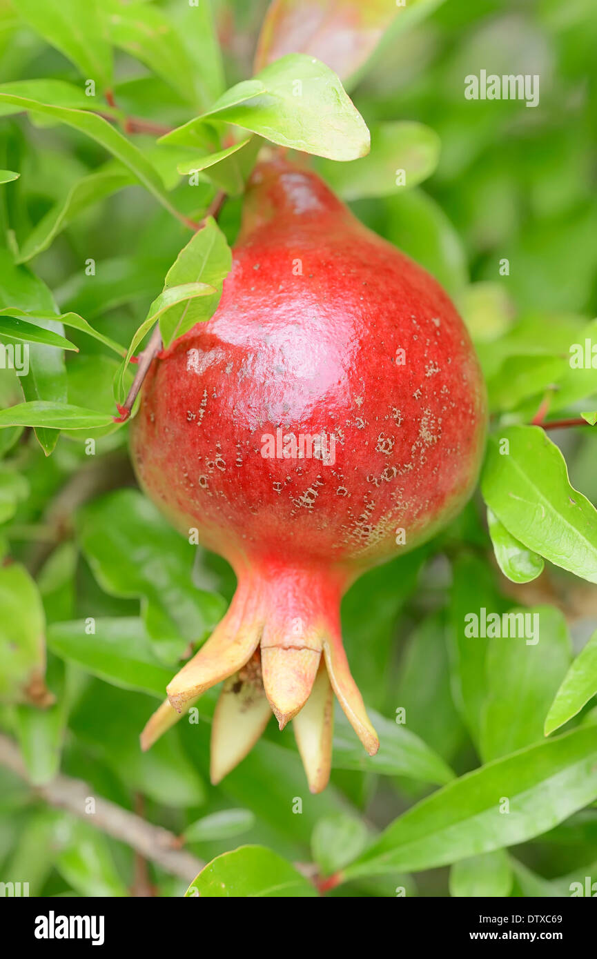 Zwerg granatapfelbaum punica granatum var nana zwerg granatapfel -Fotos ...