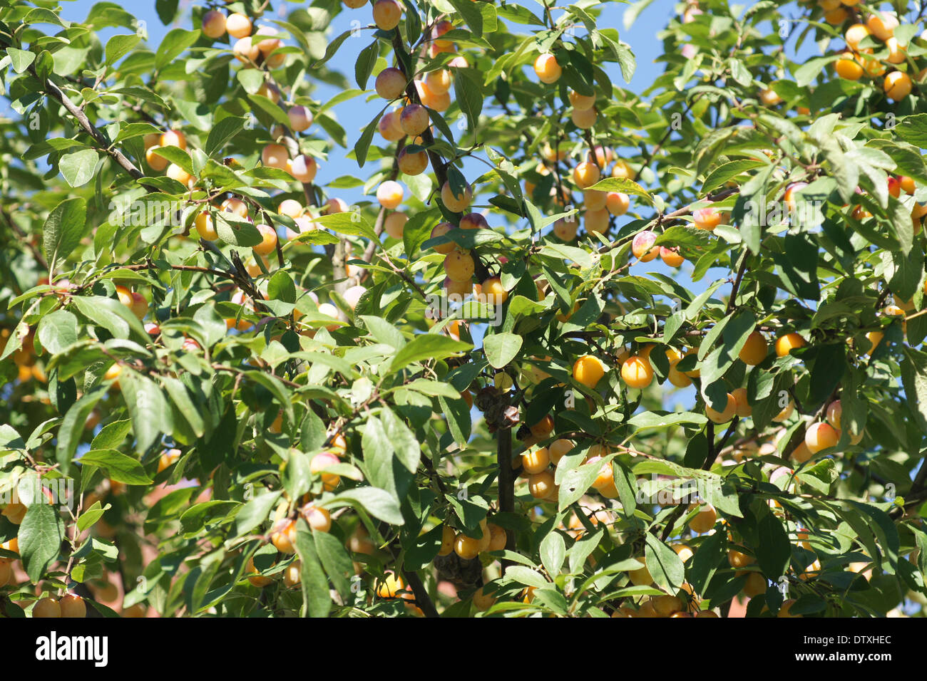 Mirabell plums -Fotos und -Bildmaterial in hoher Auflösung – Alamy