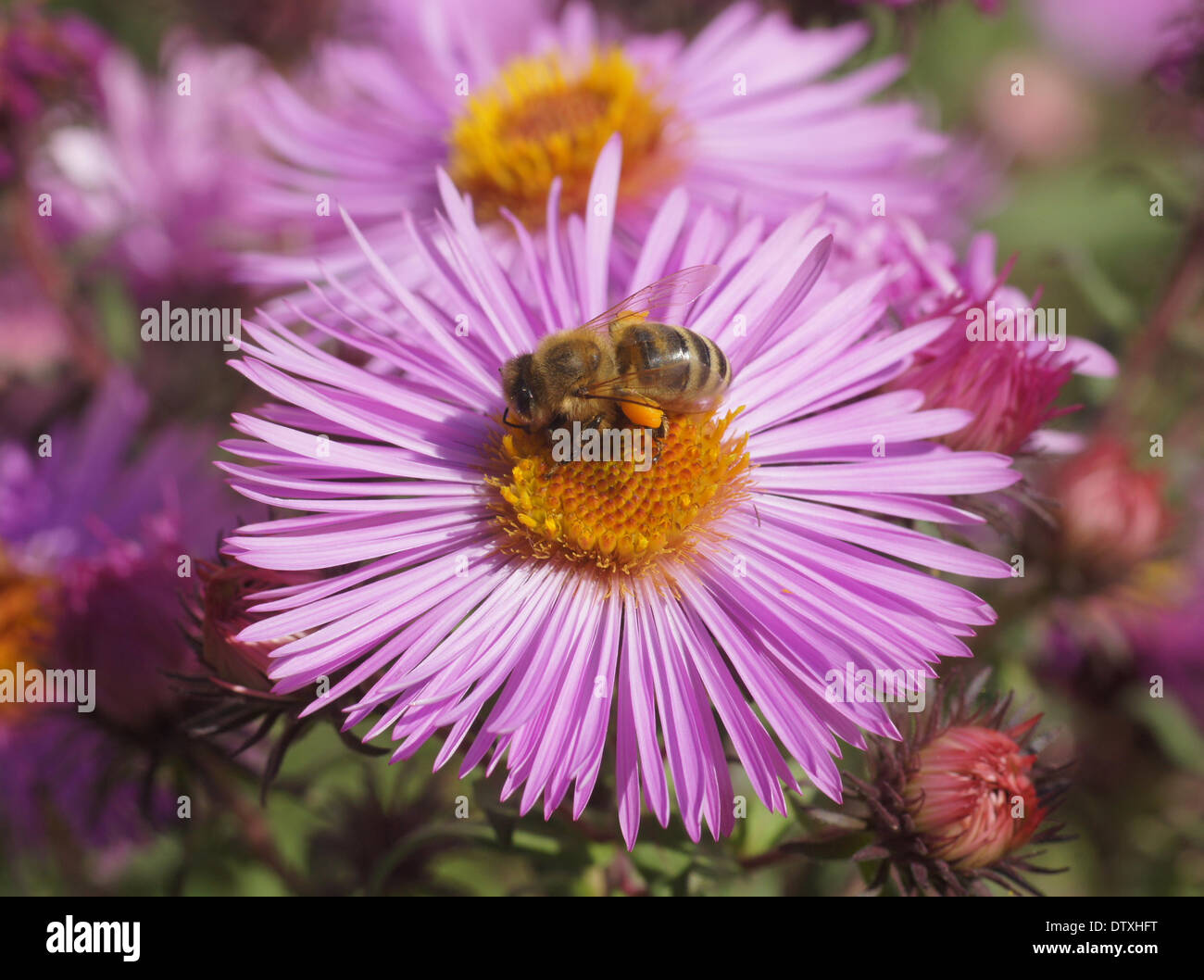Aster novi belgii sorte -Fotos und -Bildmaterial in hoher Auflösung – Alamy