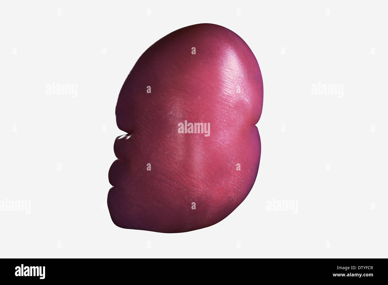 Die milz -Fotos und -Bildmaterial in hoher Auflösung – Alamy