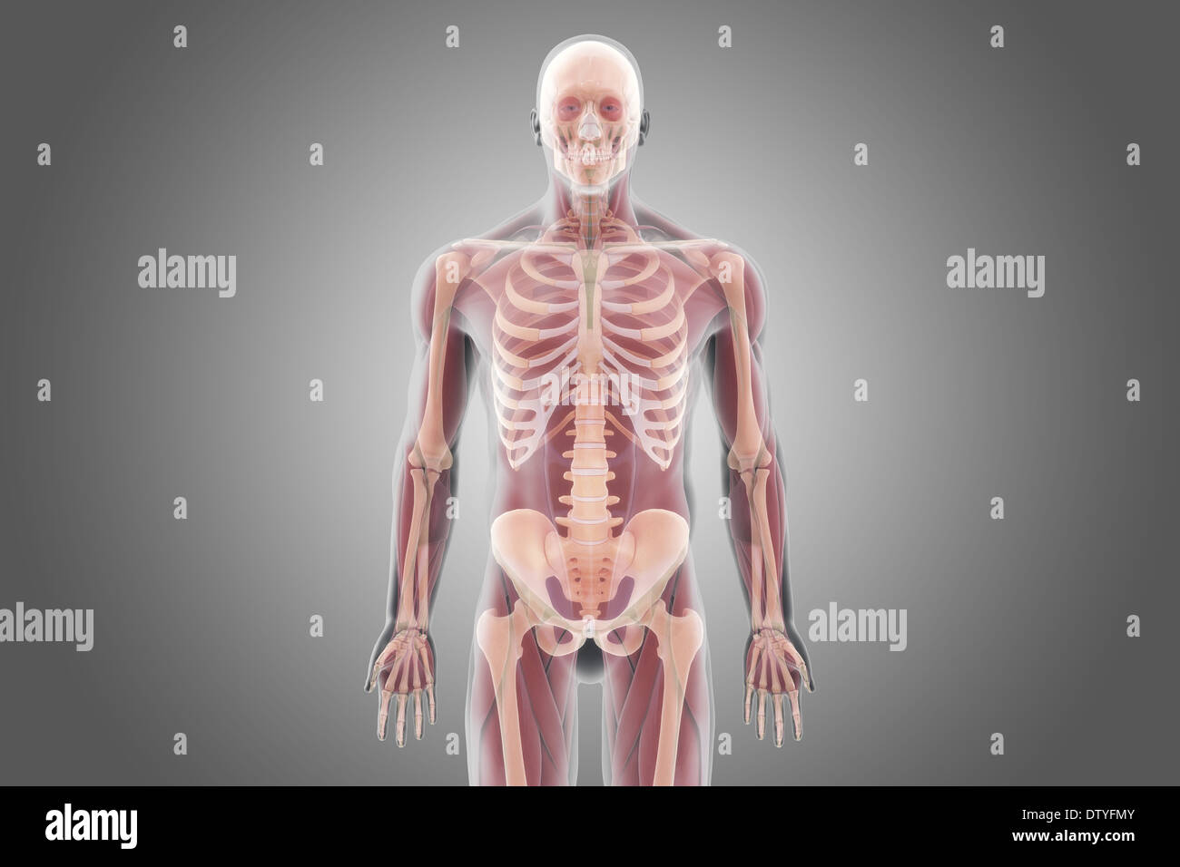 Menschliche beckenmuskeln -Fotos und -Bildmaterial in hoher Auflösung ...