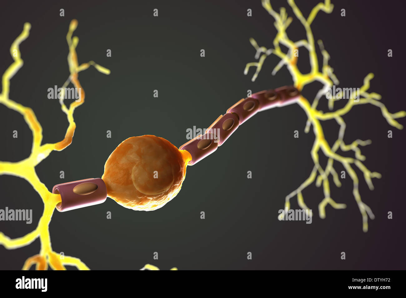 Bipolar neuron -Fotos und -Bildmaterial in hoher Auflösung – Alamy