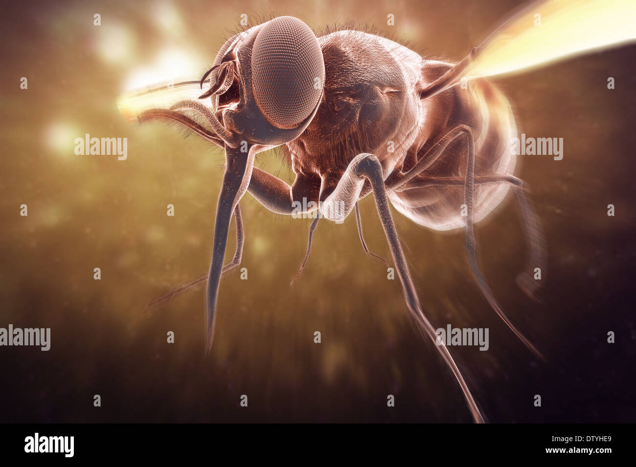 Trypanosoma parasite -Fotos und -Bildmaterial in hoher Auflösung – Alamy