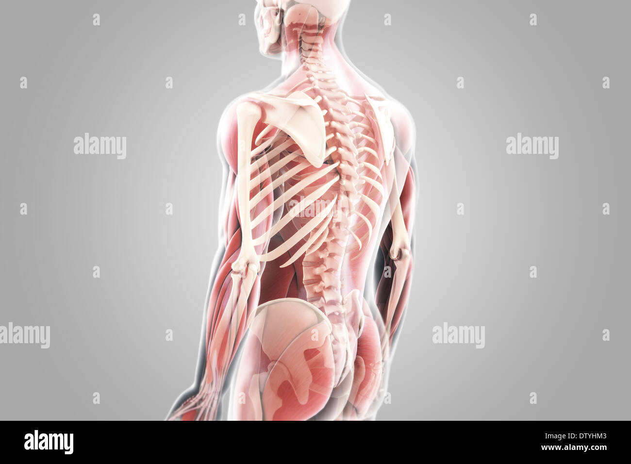 Menschliche beckenmuskeln -Fotos und -Bildmaterial in hoher Auflösung ...