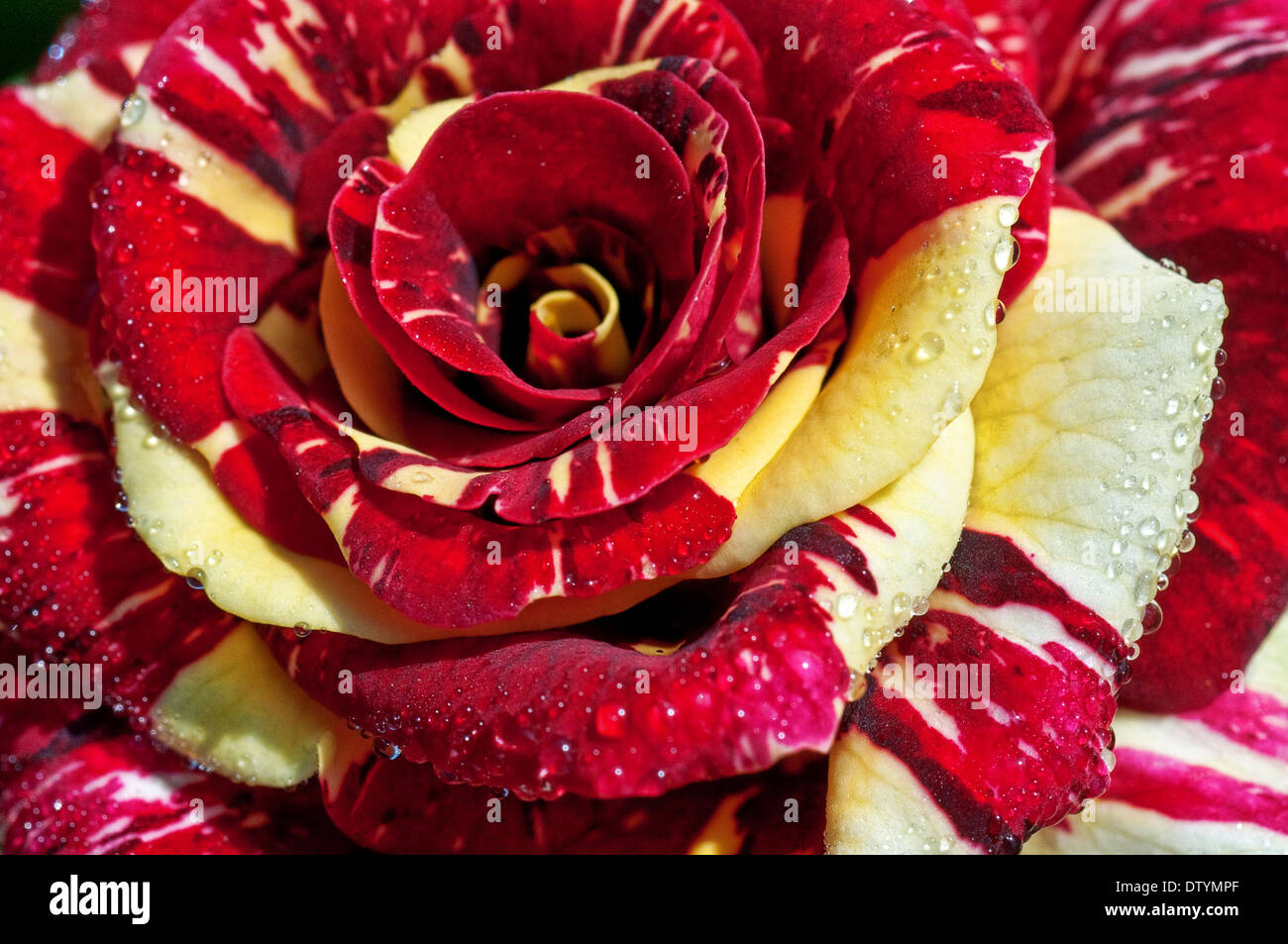 Batik nahaufnahme -Fotos und -Bildmaterial in hoher Auflösung – Alamy