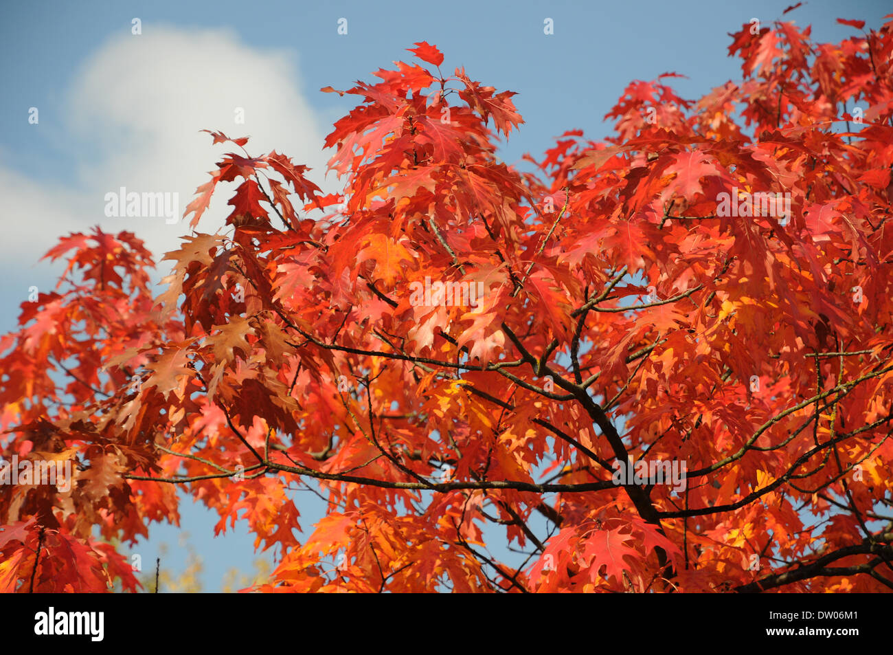Northern red oak tree summer -Fotos und -Bildmaterial in hoher ...