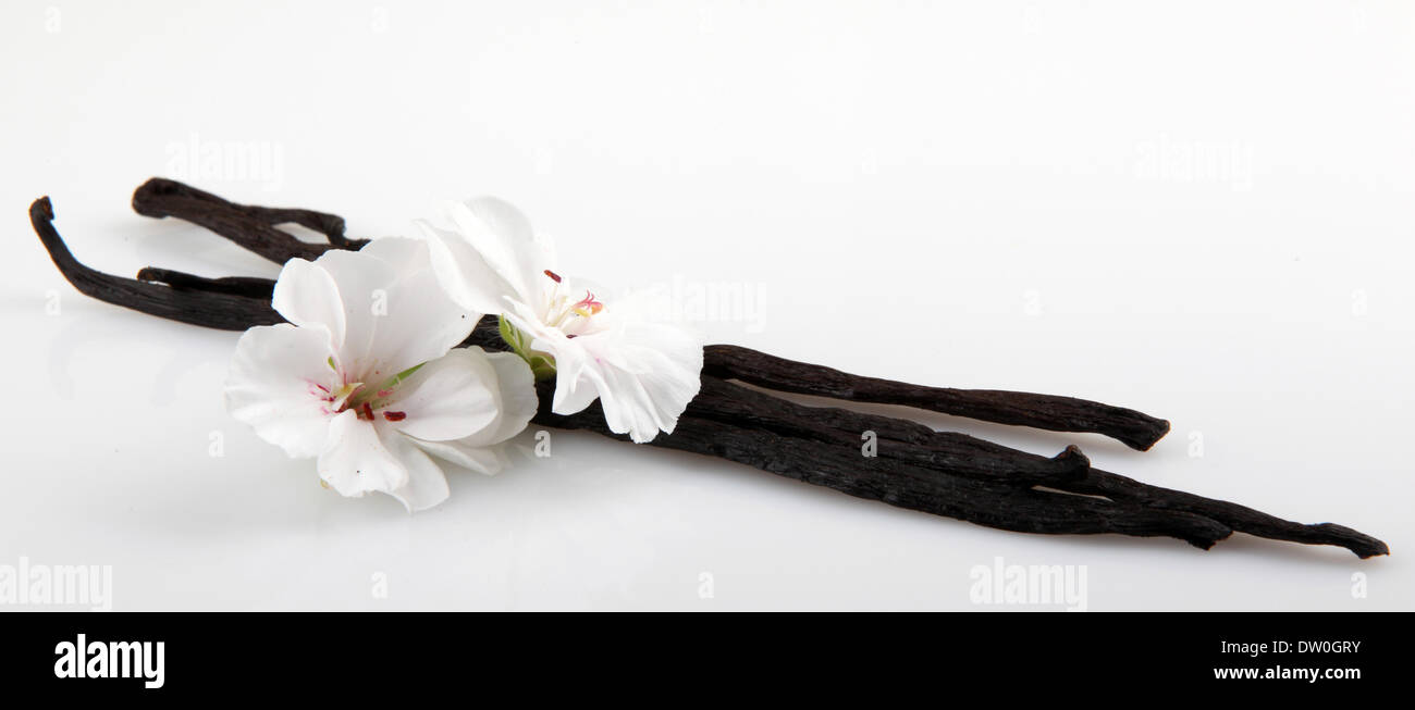 Vanille blume -Fotos und -Bildmaterial in hoher Auflösung – Alamy