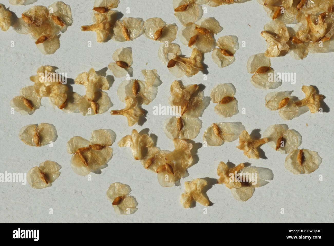 Betula Pendula Baum Samen Stockfotos und -bilder Kaufen - Alamy