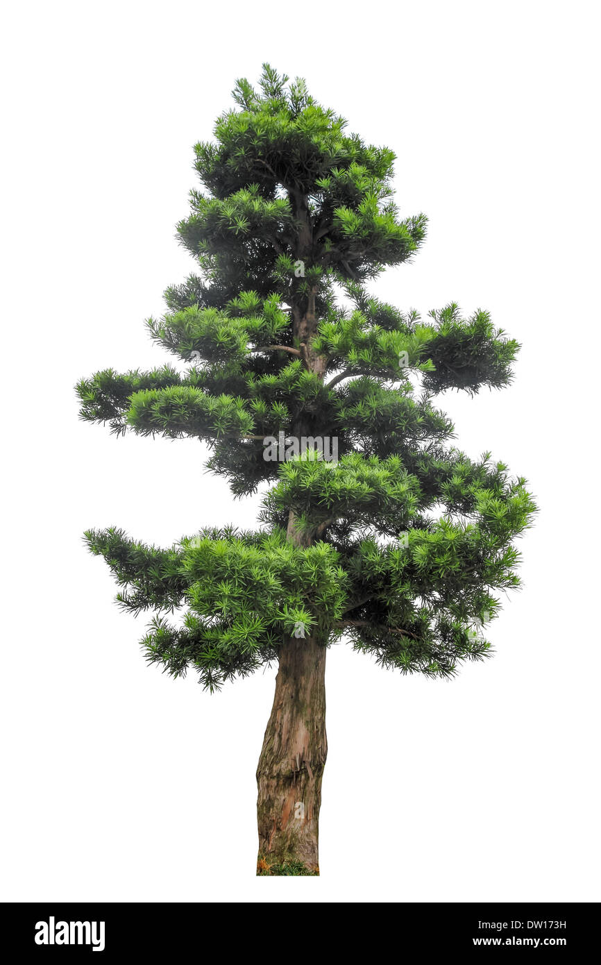 Eibe hintergrund -Fotos und -Bildmaterial in hoher Auflösung – Alamy