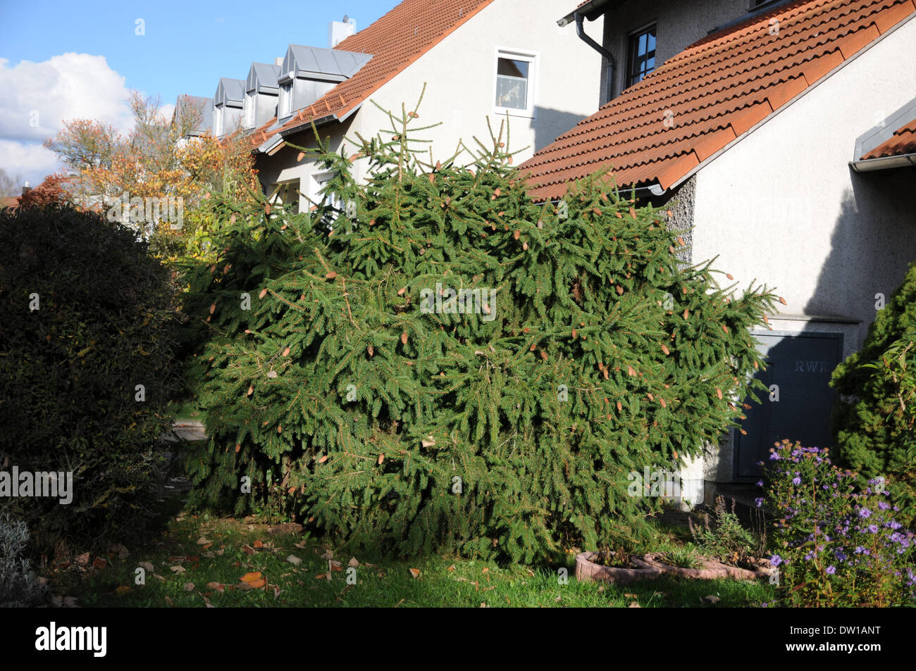 Norway spruce picea abies acrocona -Fotos und -Bildmaterial in hoher Auflösung – Alamy