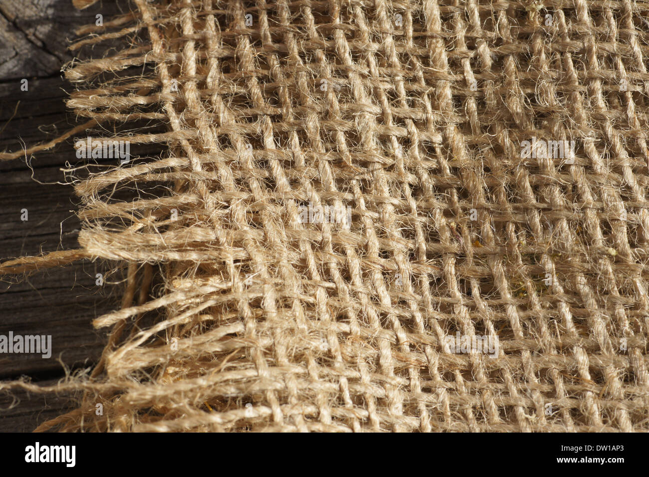 Langkapselige jute -Fotos und -Bildmaterial in hoher Auflösung – Alamy