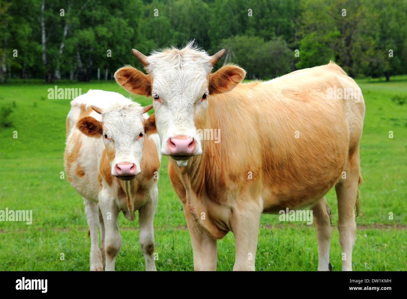 Spotted bull -Fotos und -Bildmaterial in hoher Auflösung – Alamy