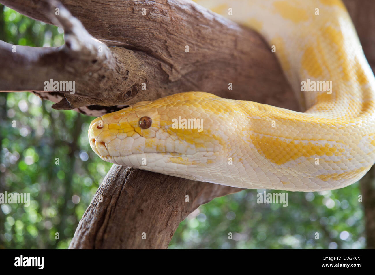 Snakes of south east asia -Fotos und -Bildmaterial in hoher Auflösung ...