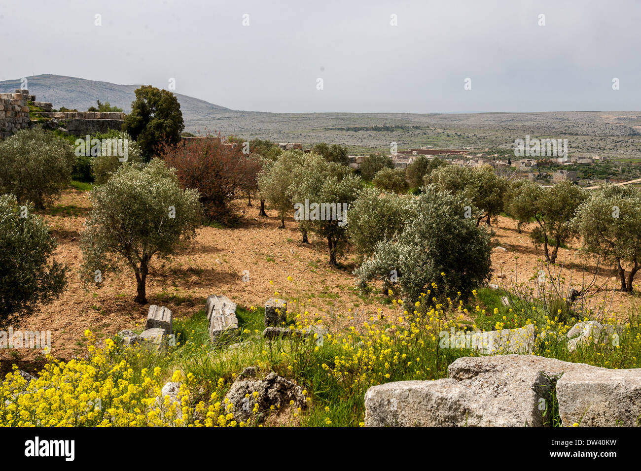 Olivenhaine in der Landschaft in der Nähe von Aleppo, Syrien, von der ...