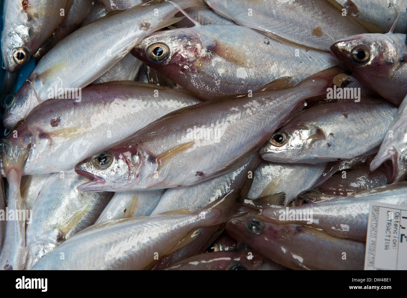Frischer fisch spanien -Fotos und -Bildmaterial in hoher Auflösung – Alamy