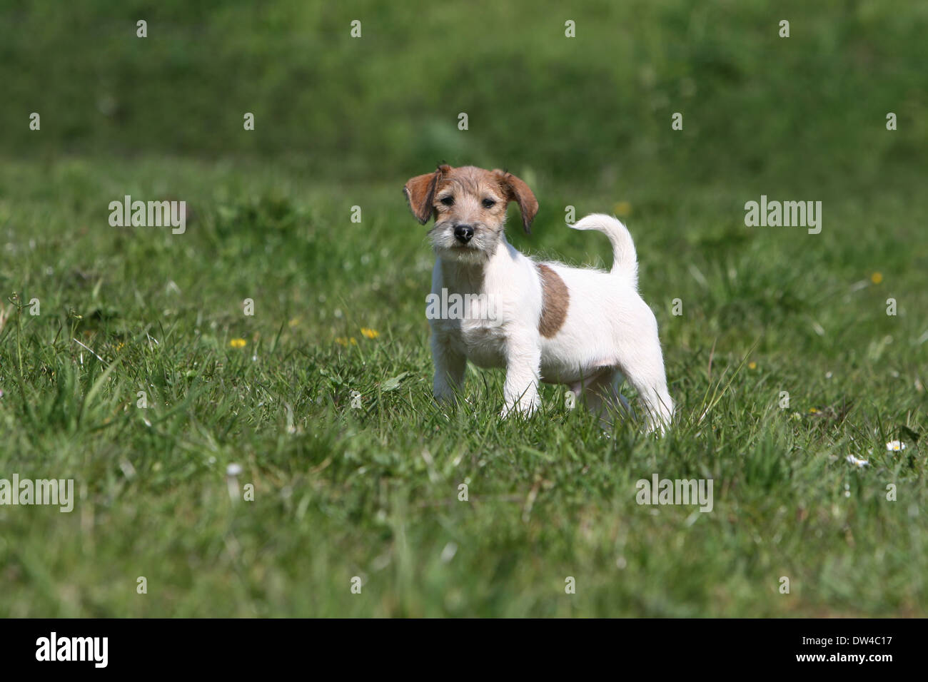 Jack Russel Terrier Hund / Welpe stehend auf einer Wiese ...