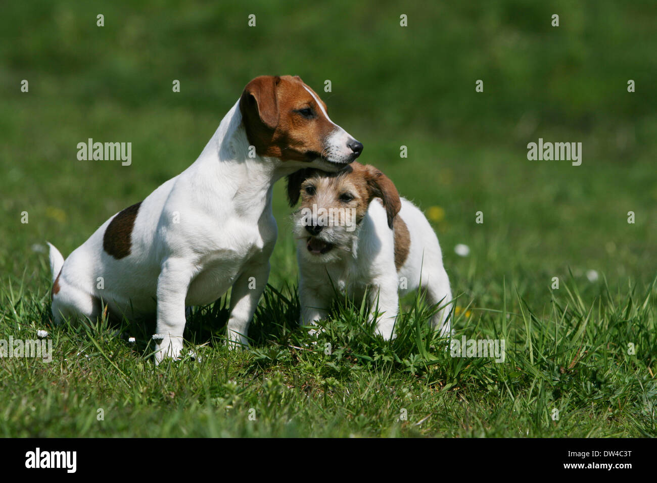Jack Russel Terrier Hund / Welpe (grobe Haare) und Erwachsene (glatte ...