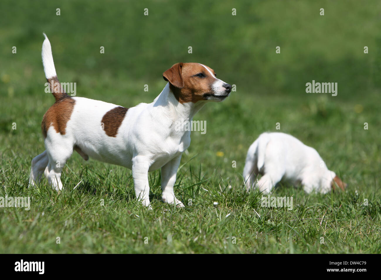 Jack Russel Terrier Hund / Erwachsenen stehen auf einer Wiese ...