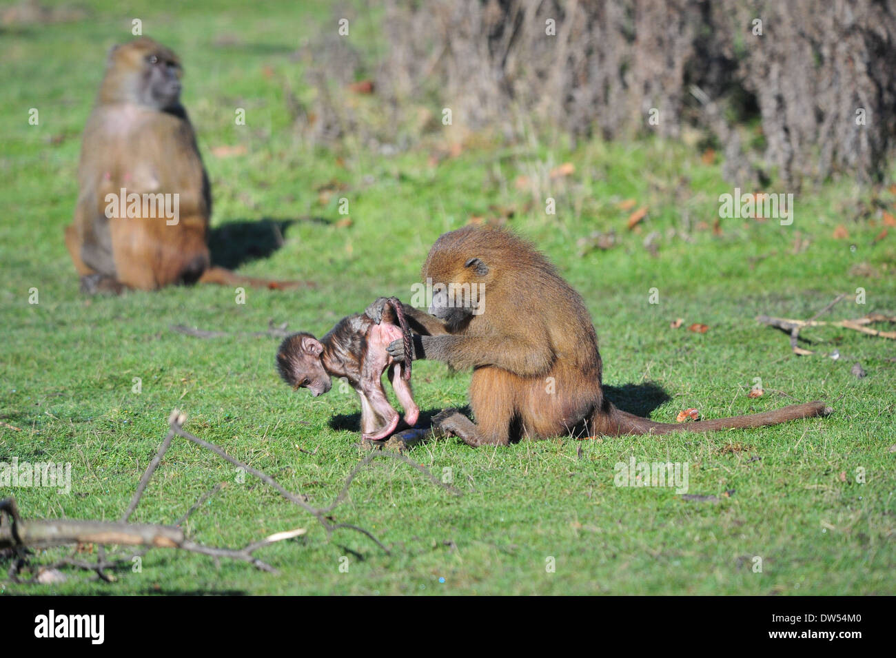 Afrikanische paviane -Fotos und -Bildmaterial in hoher Auflösung – Alamy
