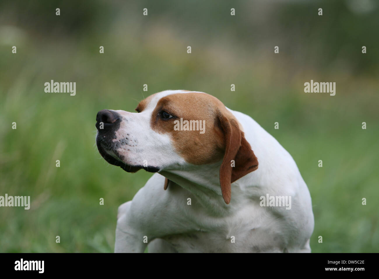 English portraiture -Fotos und -Bildmaterial in hoher Auflösung – Alamy