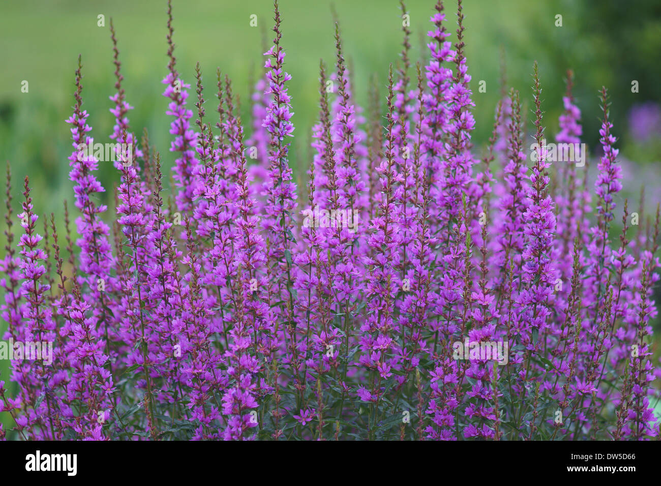 Losestrife lila Blüten Lythrum Virgatum 'Dropmore Purple ...