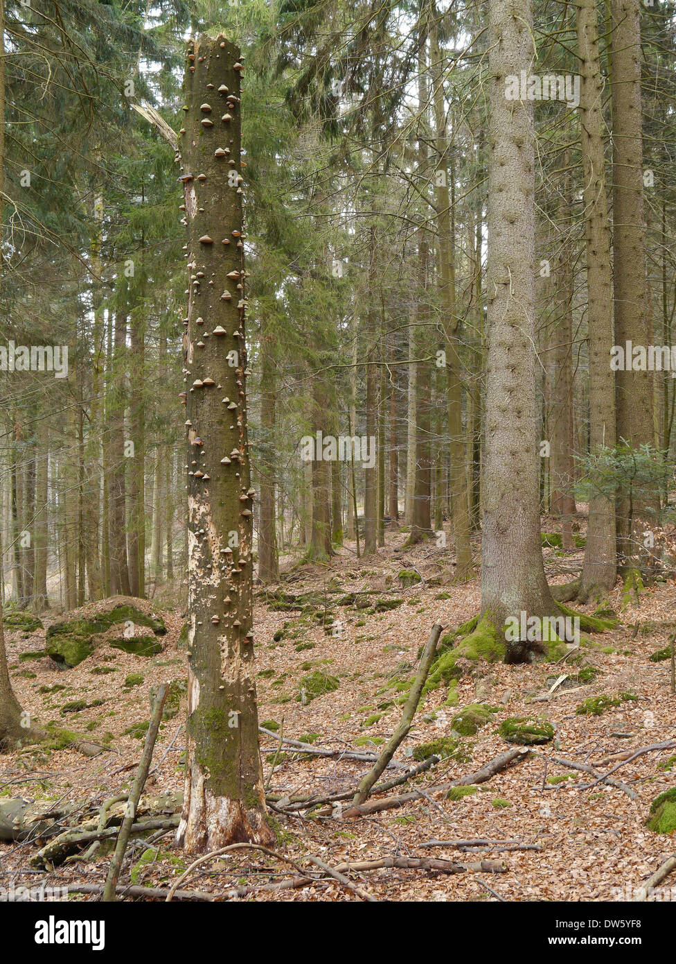 Eine alte buche -Fotos und -Bildmaterial in hoher Auflösung – Alamy