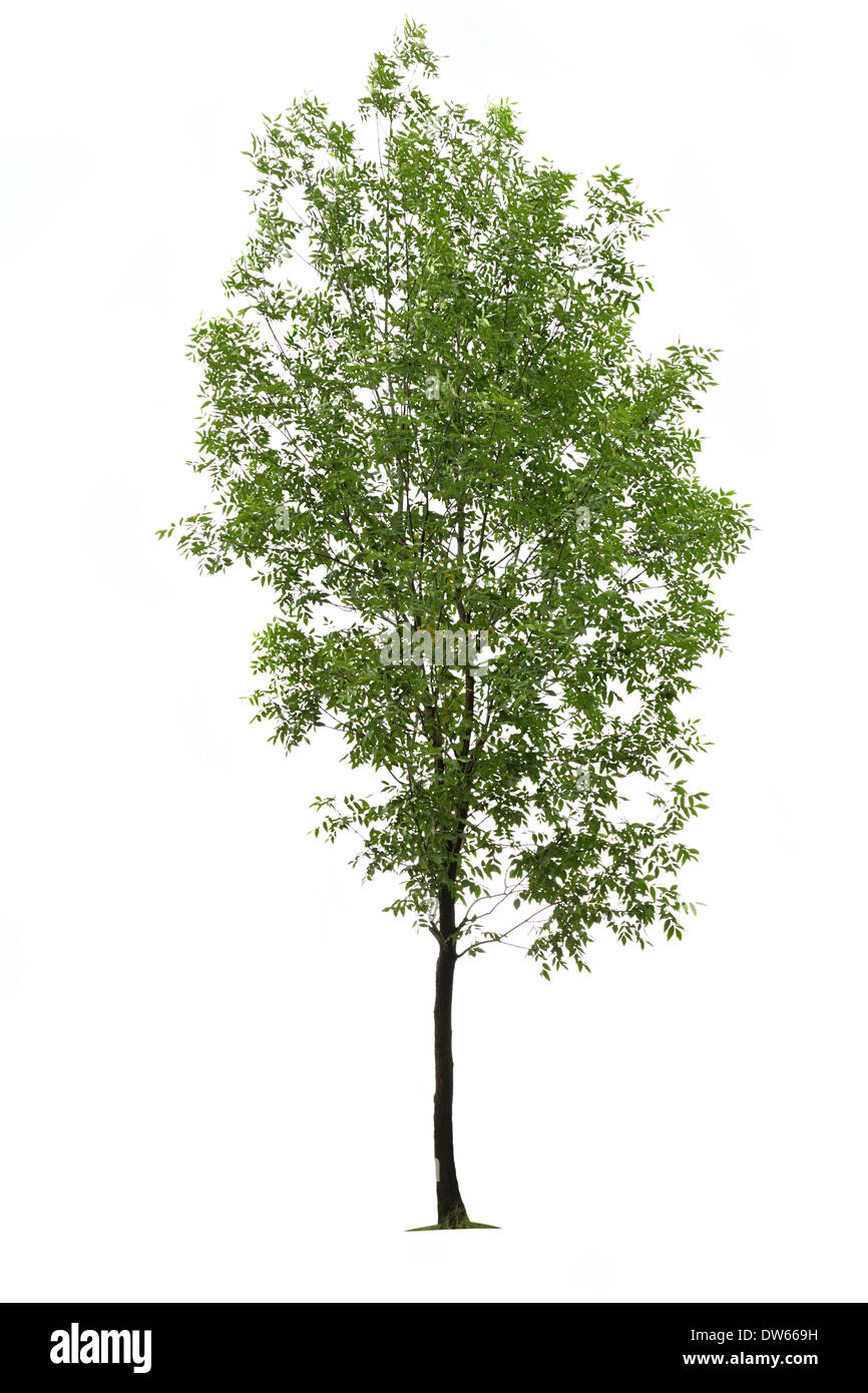 Esche ast -Fotos und -Bildmaterial in hoher Auflösung – Alamy