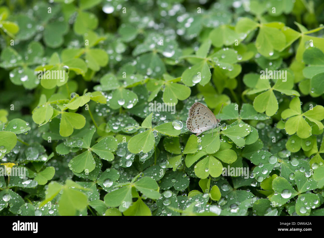 Keltischer hintergrund -Fotos und -Bildmaterial in hoher Auflösung – Alamy