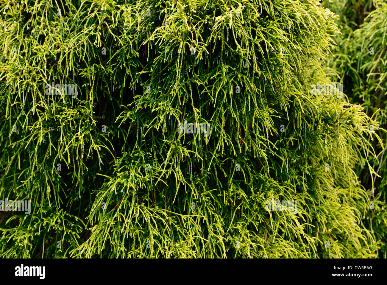 Chamaecyparis pisifera 'filifera' -Fotos und -Bildmaterial in hoher ...