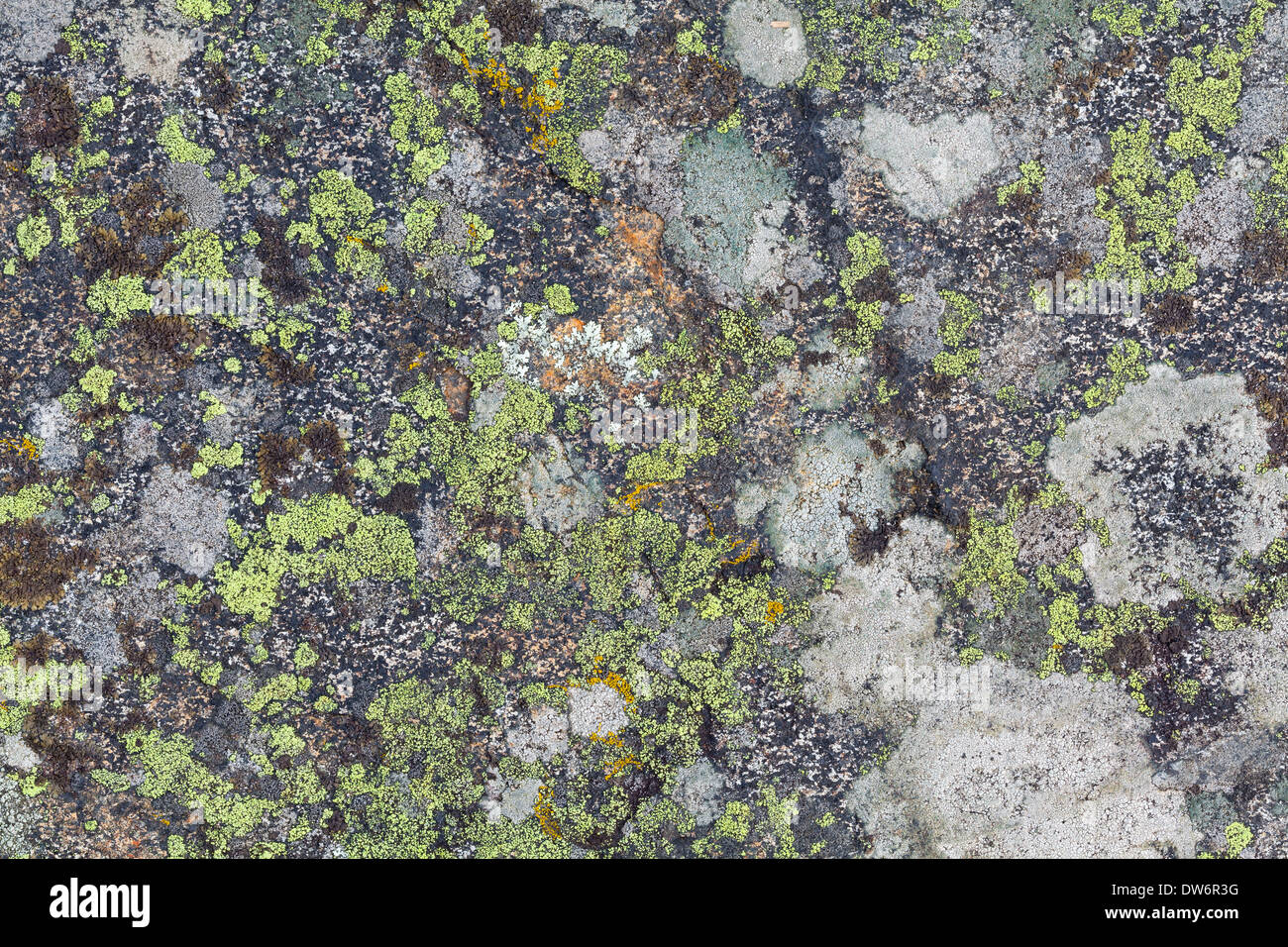 Lichens texture -Fotos und -Bildmaterial in hoher Auflösung – Alamy