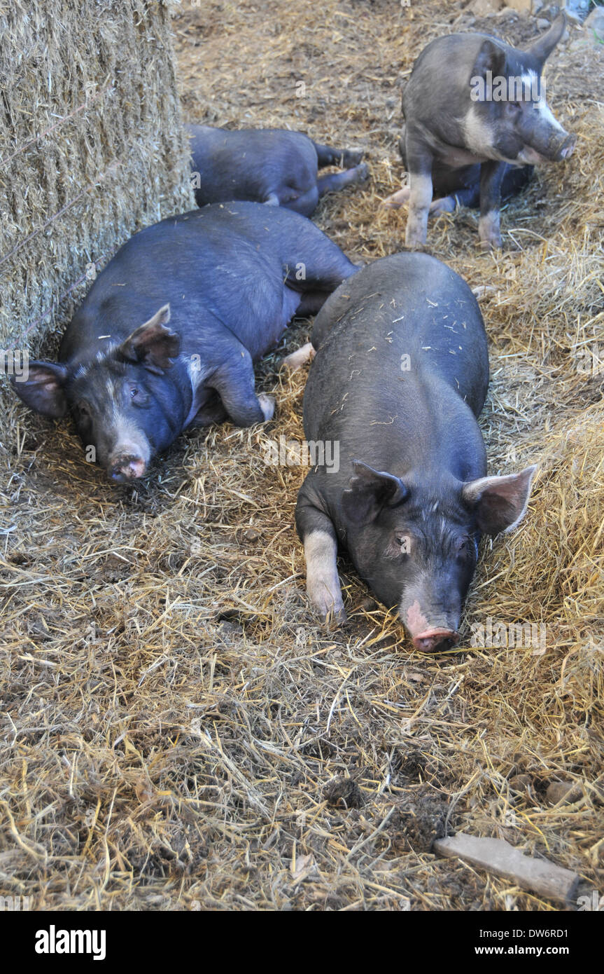 Berkshire ferkel -Fotos und -Bildmaterial in hoher Auflösung – Alamy