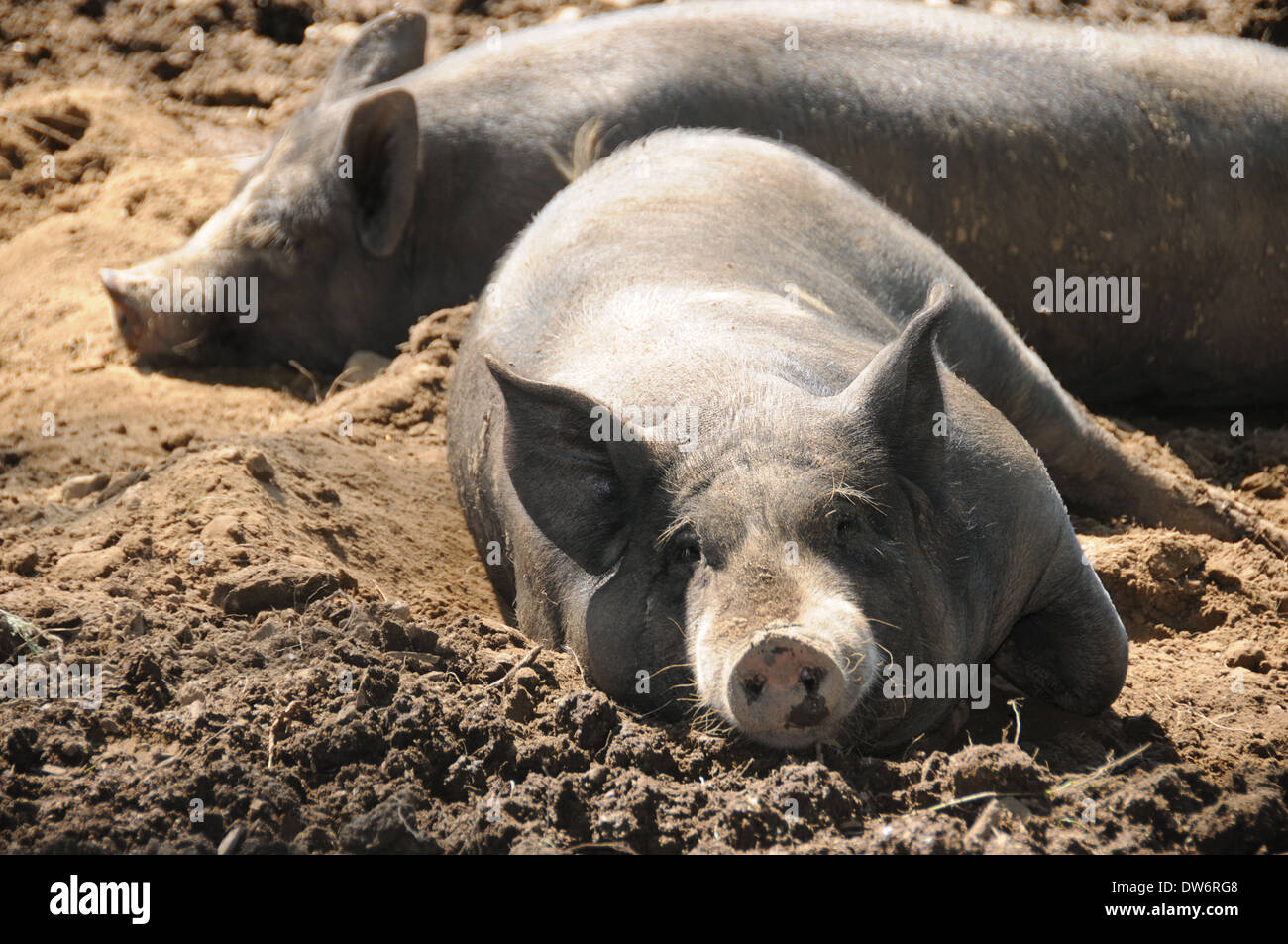 Berkshire ferkel -Fotos und -Bildmaterial in hoher Auflösung – Alamy