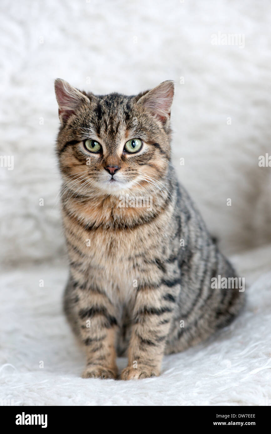 Tabby cat -Fotos und -Bildmaterial in hoher Auflösung – Alamy