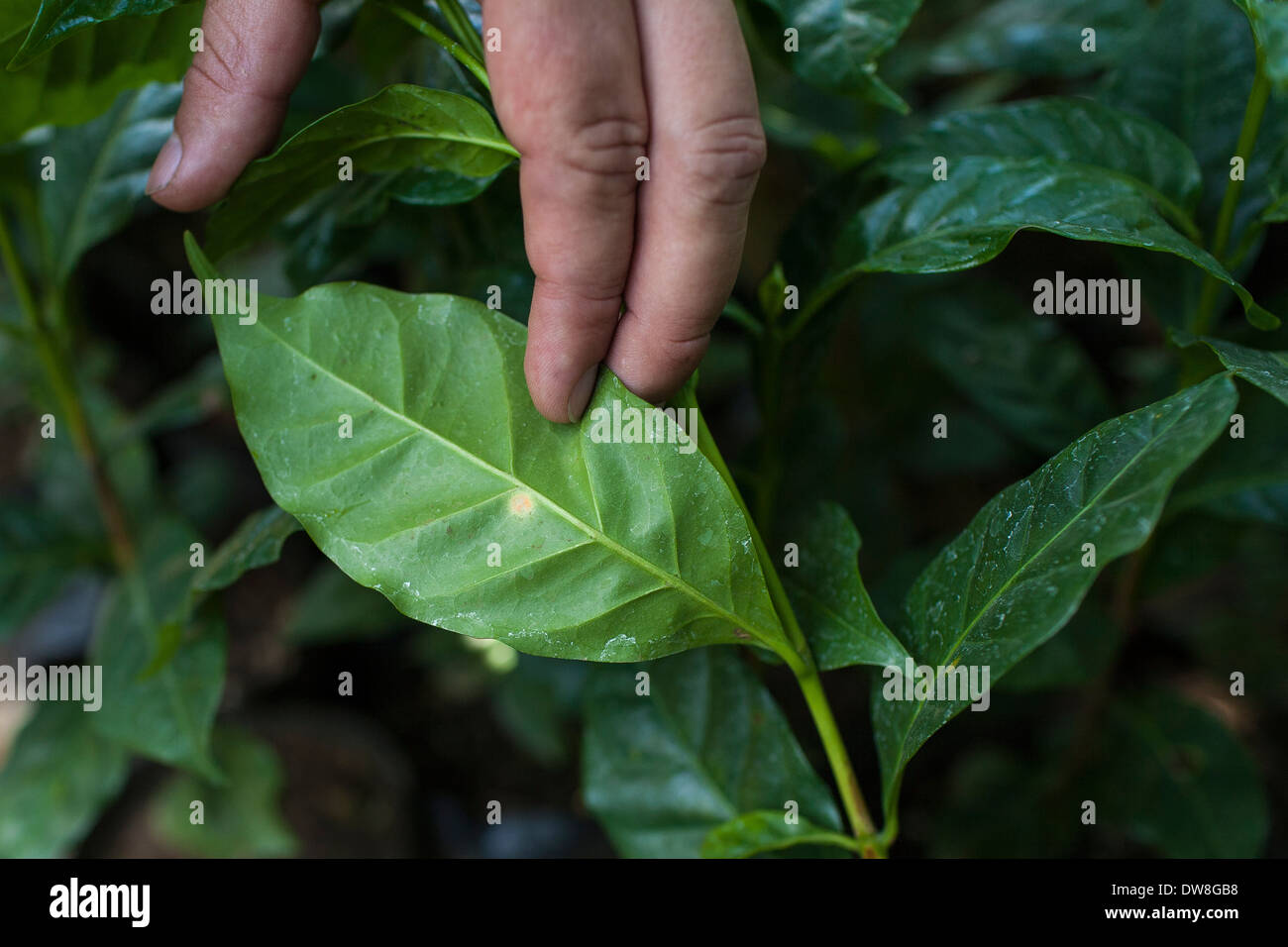 Ein kleiner Fleck von Kaffee Rost oder Hemileia Vastatrix erscheint ...
