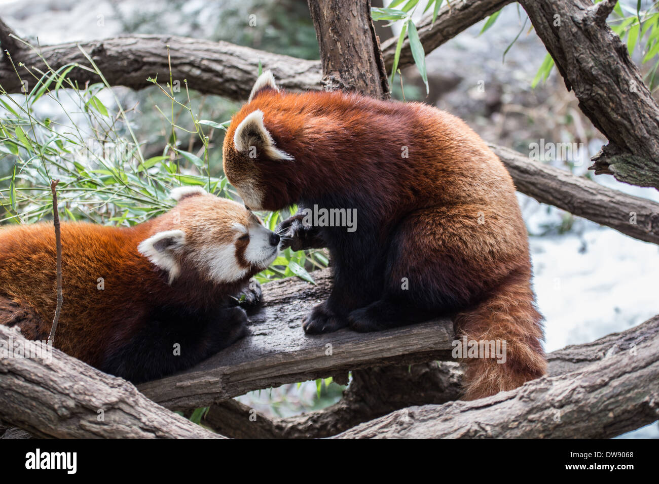 Rote pandas -Fotos und -Bildmaterial in hoher Auflösung – Alamy