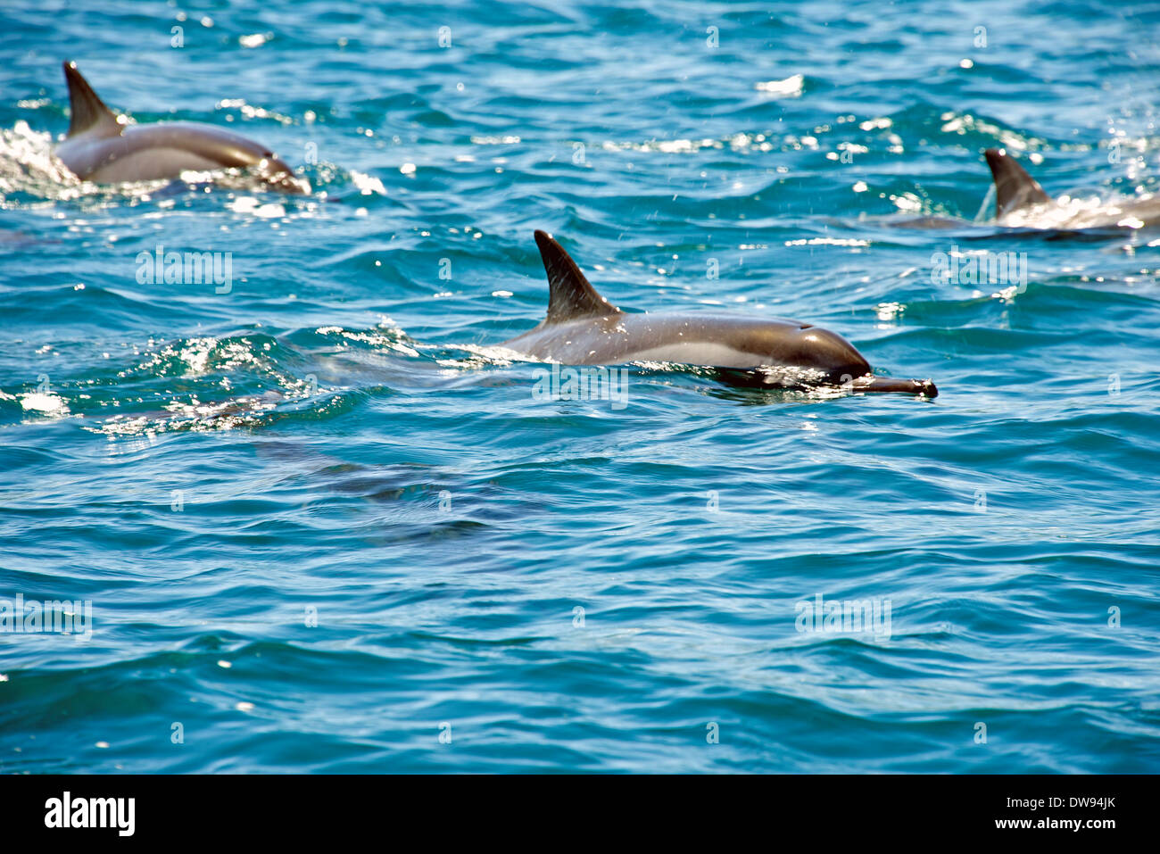 Delfine in den Indischen Ozean, die Insel Mauritius Stockfotografie - Alamy