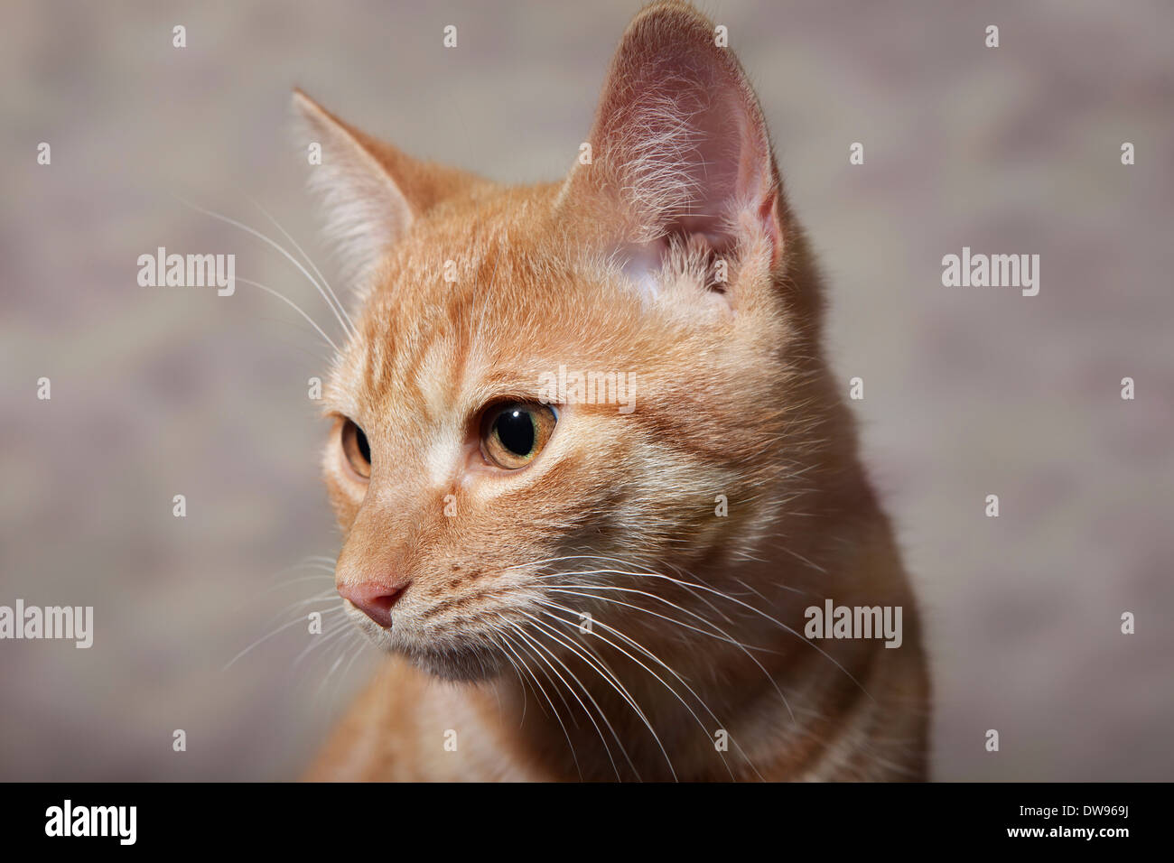 Getigerte rote katze -Fotos und -Bildmaterial in hoher Auflösung – Alamy