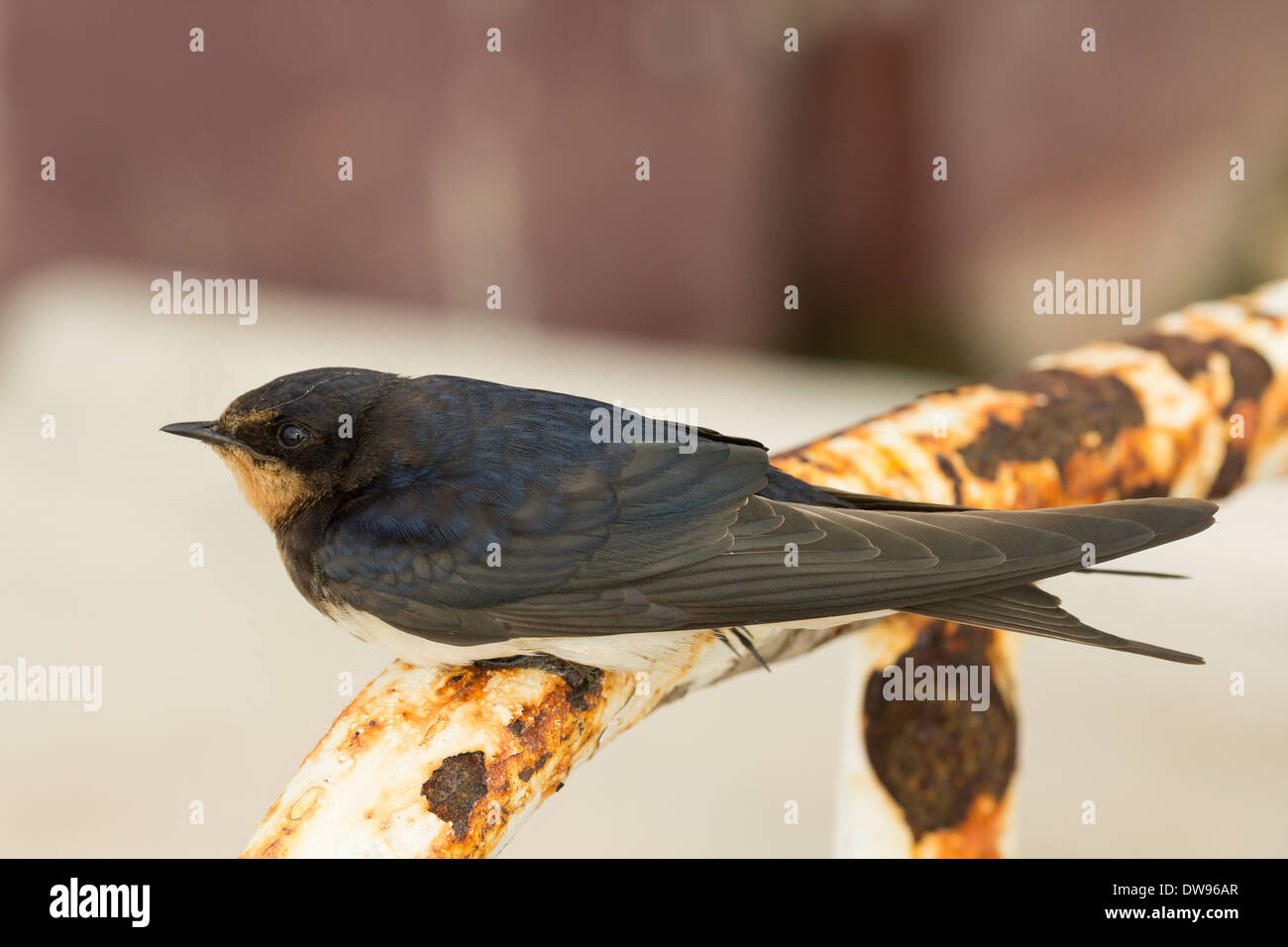 Wildlife in nature -Fotos und -Bildmaterial in hoher Auflösung – Alamy