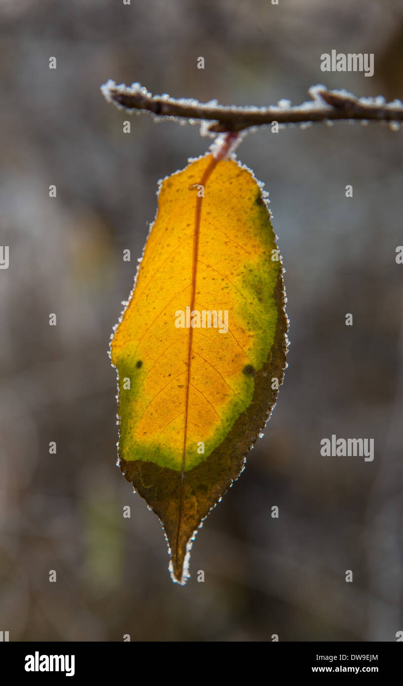 Einzelner kirschbaum im herbst -Fotos und -Bildmaterial in hoher ...
