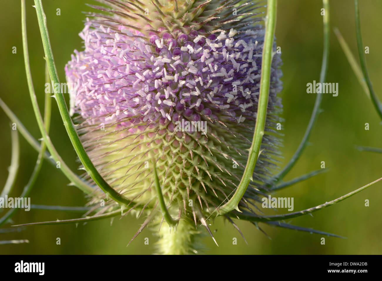 Wilde karde -Fotos und -Bildmaterial in hoher Auflösung – Alamy