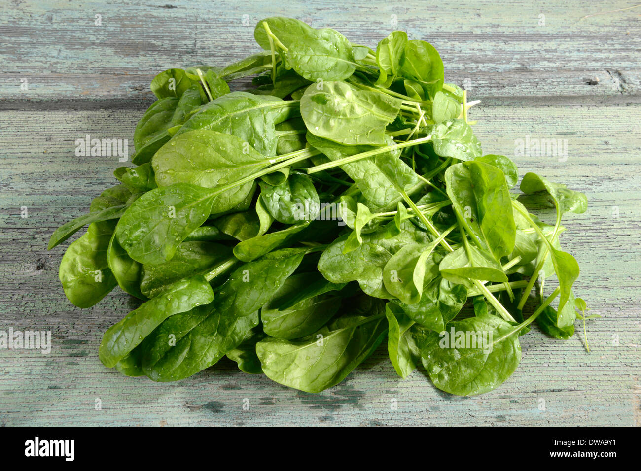 Spinat farbe -Fotos und -Bildmaterial in hoher Auflösung – Alamy