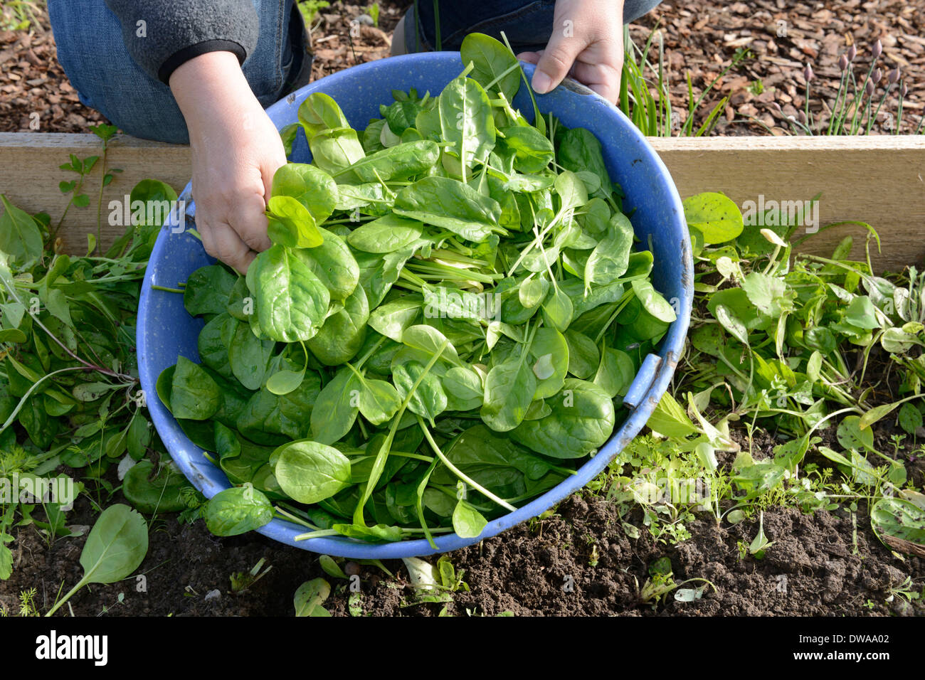 Spinat ernte -Fotos und -Bildmaterial in hoher Auflösung – Alamy