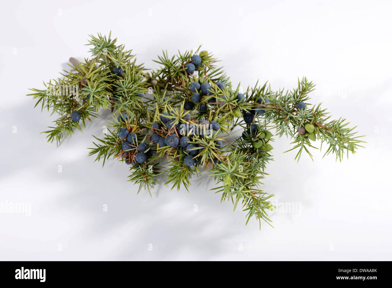 Wacholder Juniperus Spec Stockfotos und -bilder Kaufen - Alamy