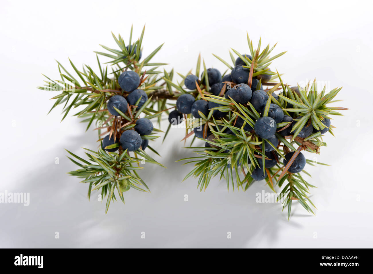 Wacholder Juniperus Spec Stockfotos und -bilder Kaufen - Alamy