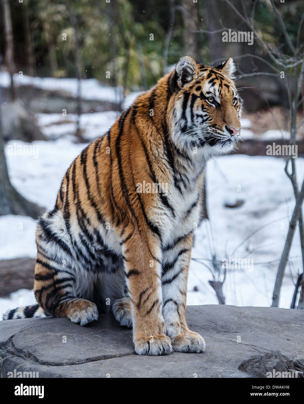Feline bronx zoo -Fotos und -Bildmaterial in hoher Auflösung – Alamy