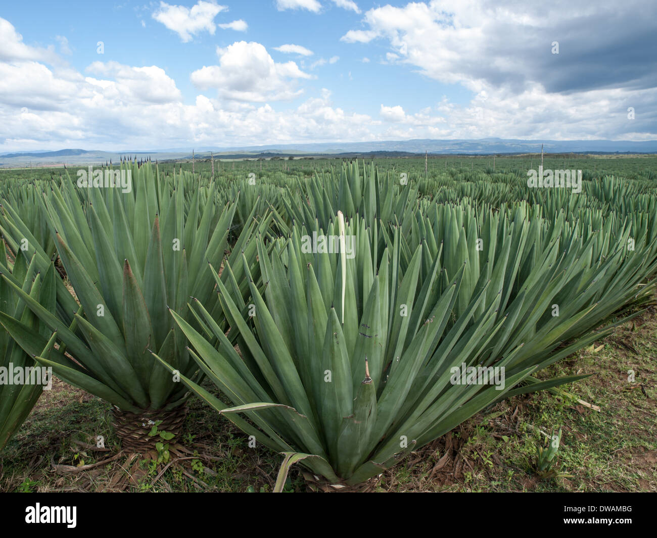 Sisal plantation kenya africa -Fotos und -Bildmaterial in hoher ...